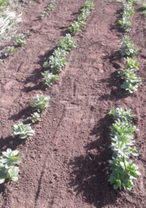 Comment et quand planter des fèves au potager - Jour Parfait